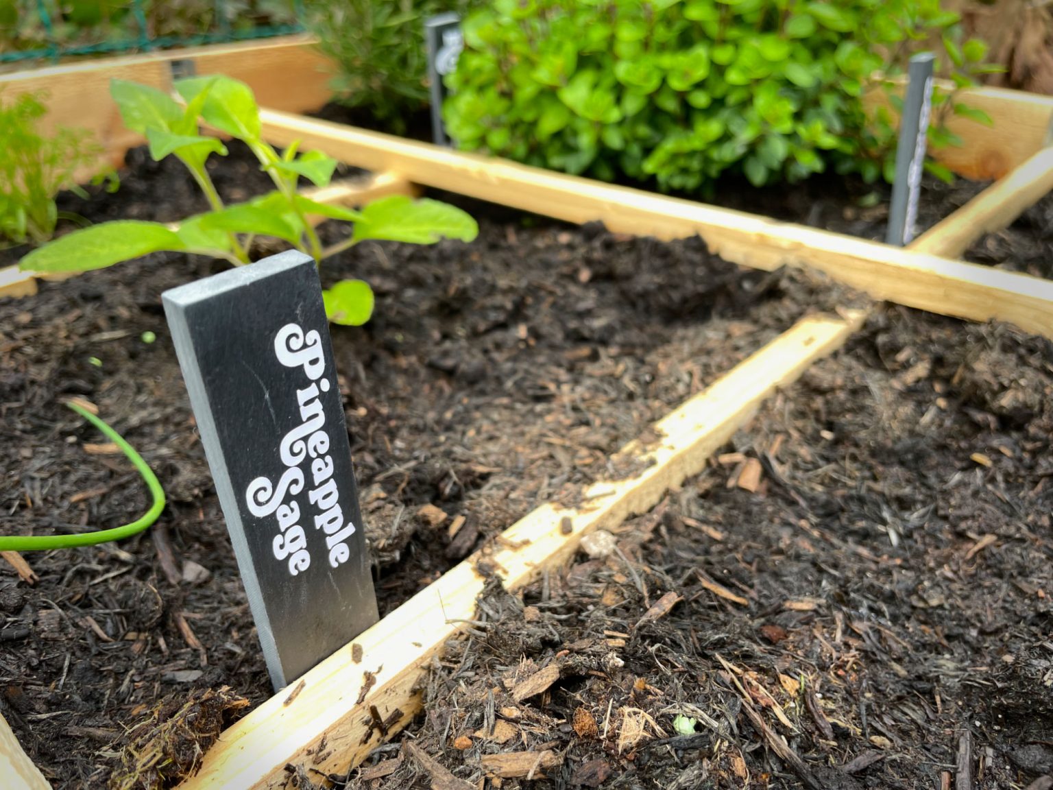 Slate Plant Labels - How To Make Your Own